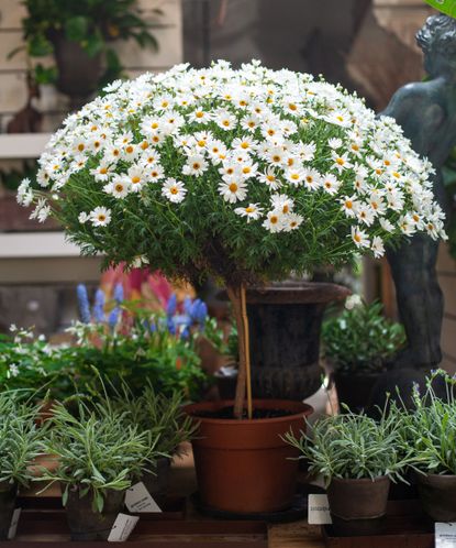 Daisy tree trend - everything you need to know | Gardeningetc