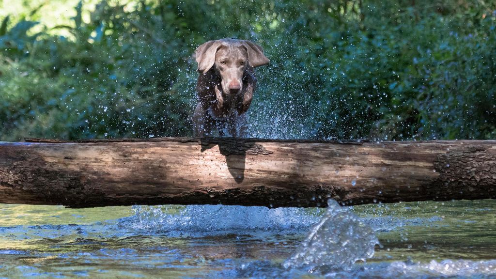 Highest jumping dogs: 20 that can reach impressive heights | PetsRadar