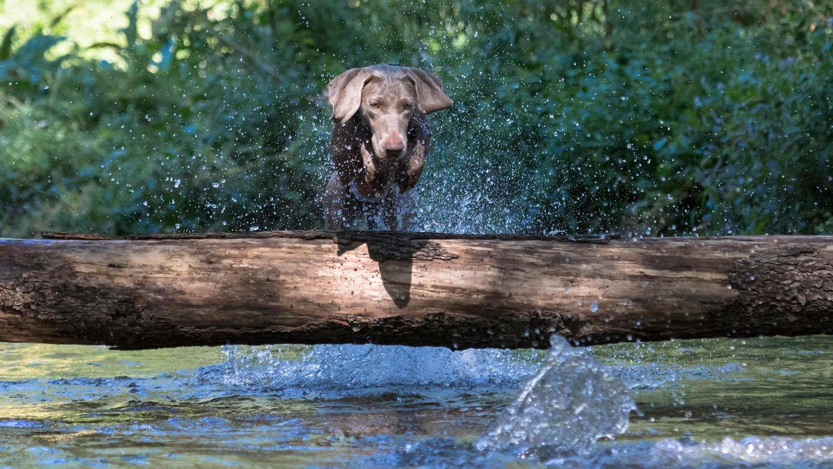 Highest jumping dogs: 20 that can reach impressive heights | PetsRadar