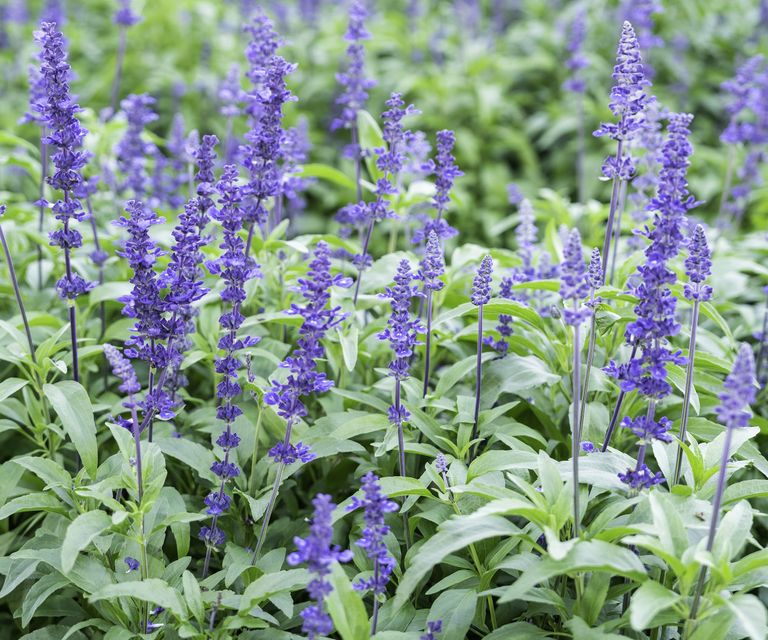 7 Cut-and-Come-Again Flowers To Grow In Your Garden | Gardening Know How