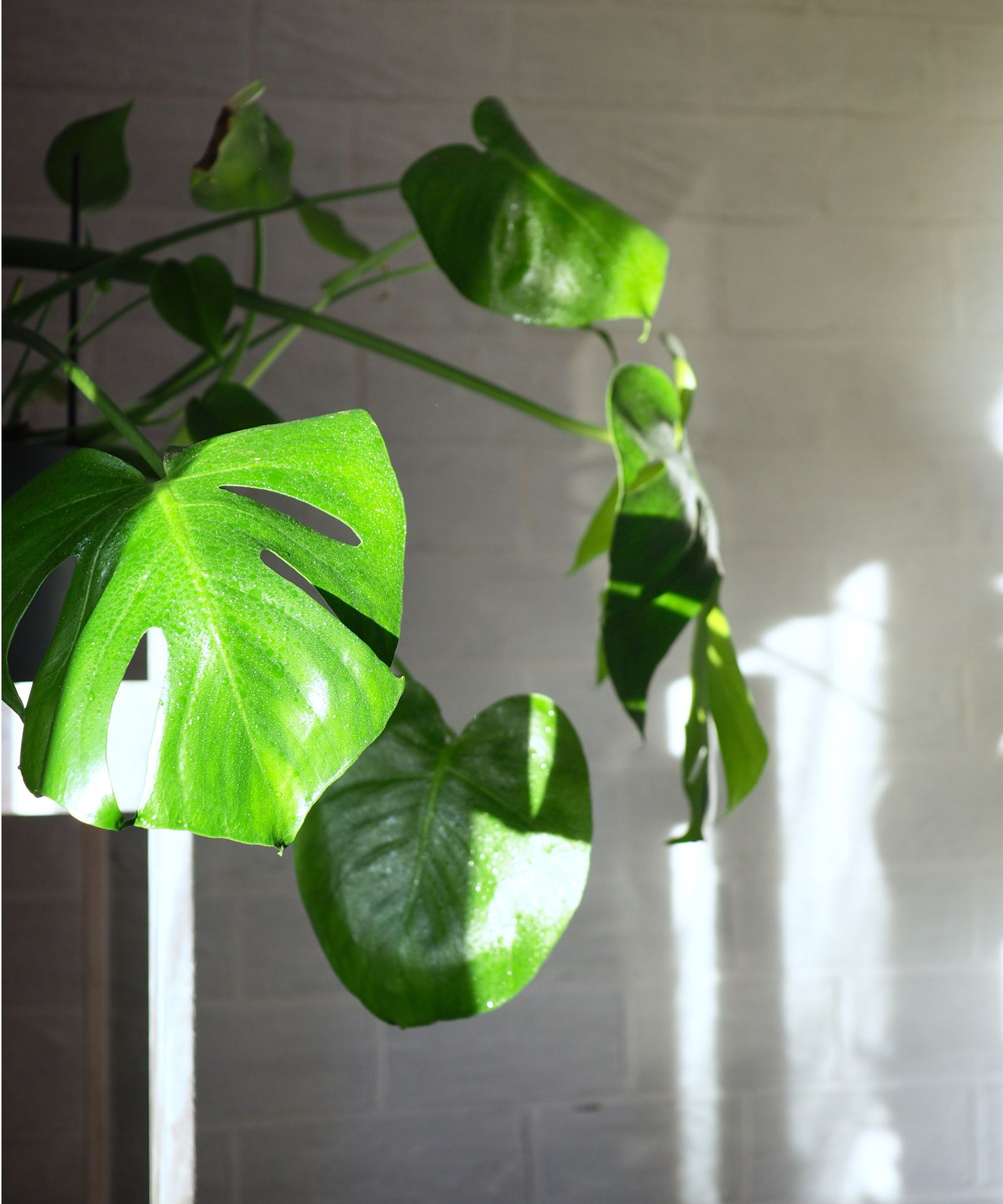 Where to place a monstera according to Feng Shui | Homes and Gardens