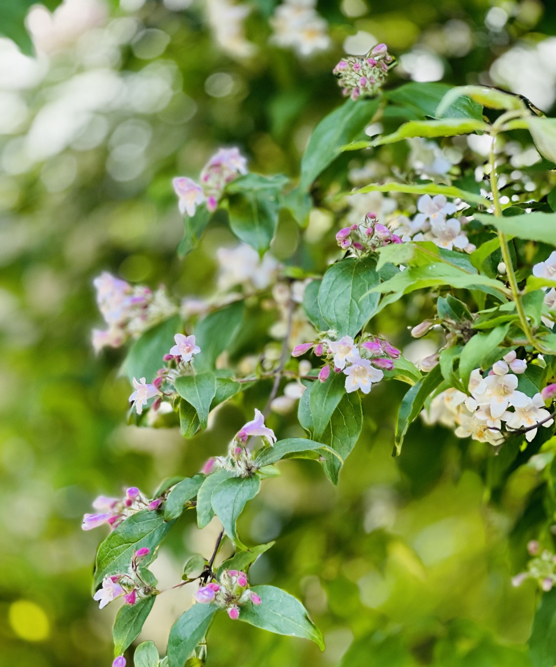 Best fast-growing shrubs: 15 bright and beautiful varieties | Homes and ...