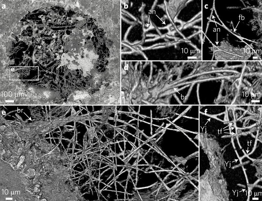 Earliest Fungus-Like Fossils Date Back 2.4 Billion Years | Live Science
