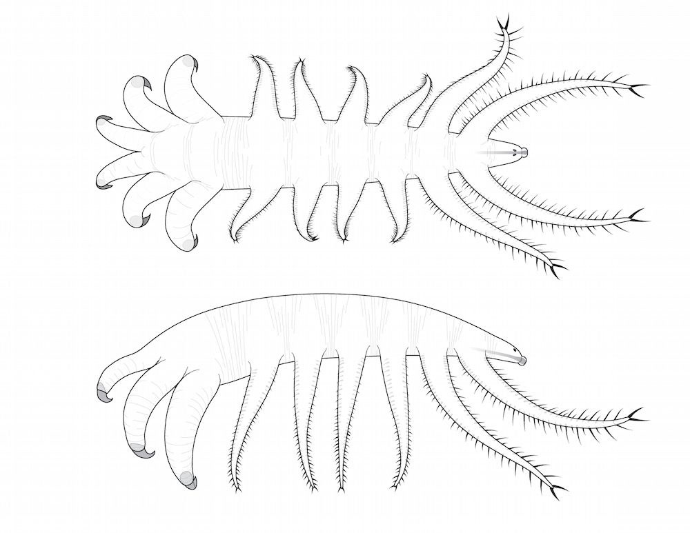 Photos: 'Naked' Ancient Worm Hunted with Spiny Arms | Live Science