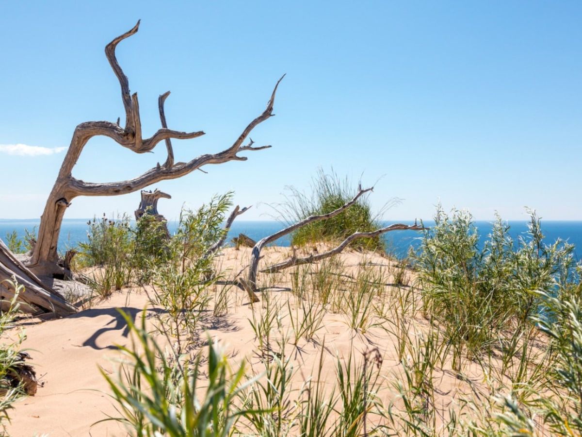 Best Plants For Sand Dunes Around The U.S. | Gardening Know How