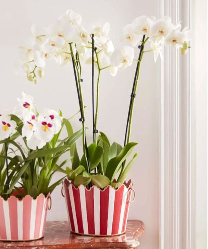 How do I decorate my houseplants for Christmas? For a fun and festive ...
