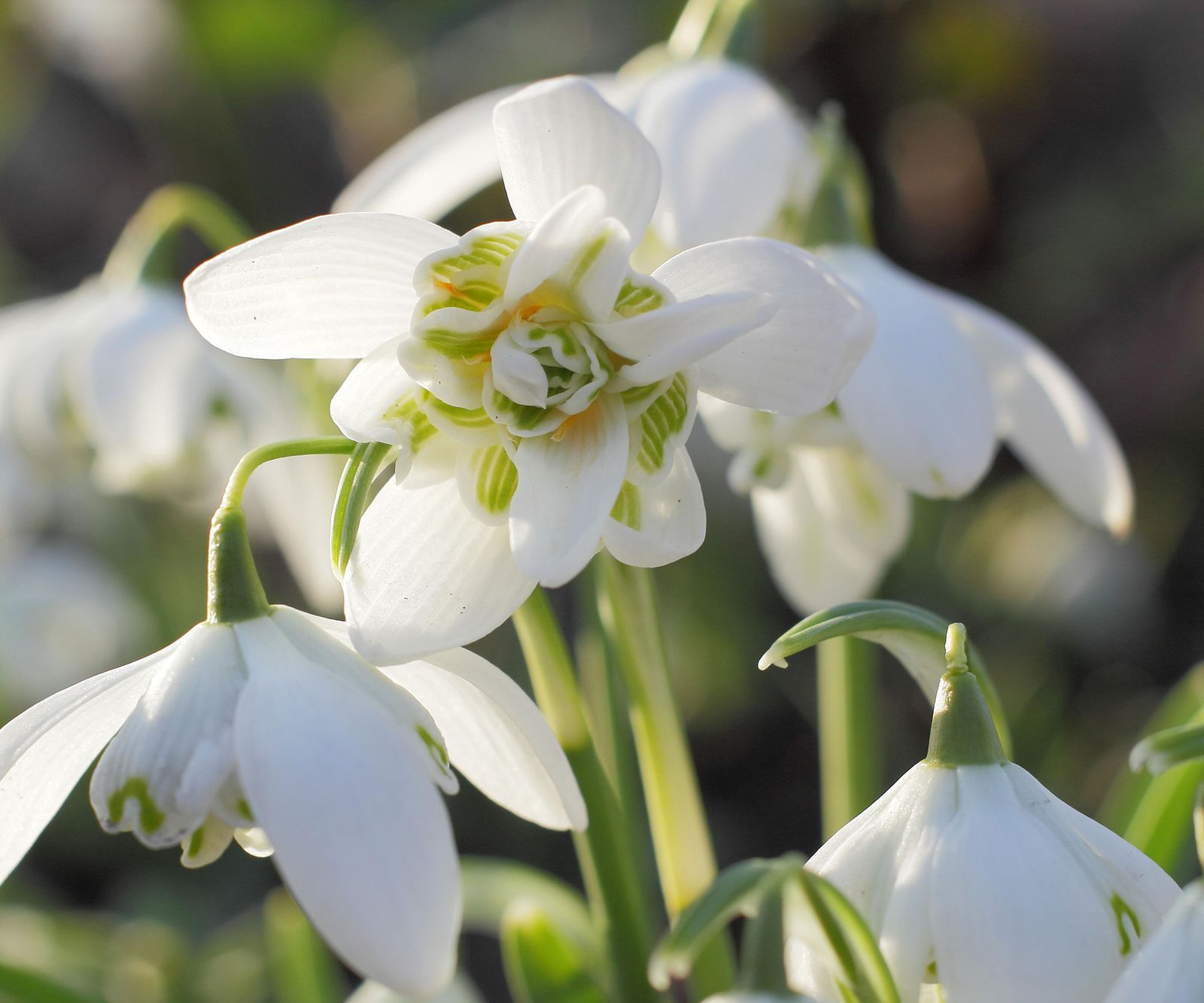 Best miniature bulbs: 15 ideas for small yards and planters | Homes and ...