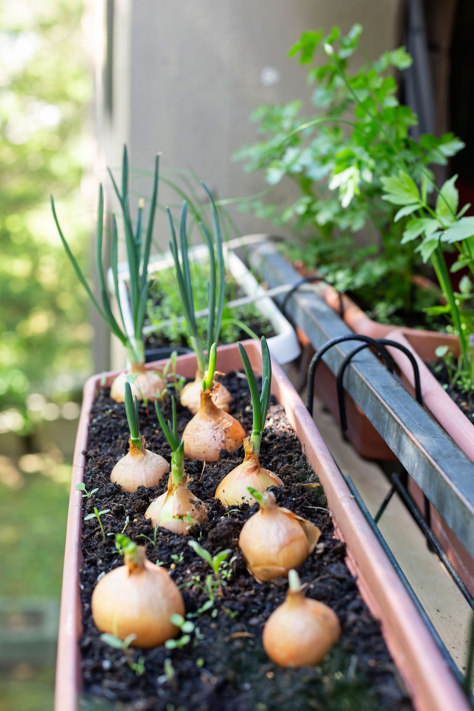 Small vegetable garden ideas – 8 ways to live the good life in a tiny ...