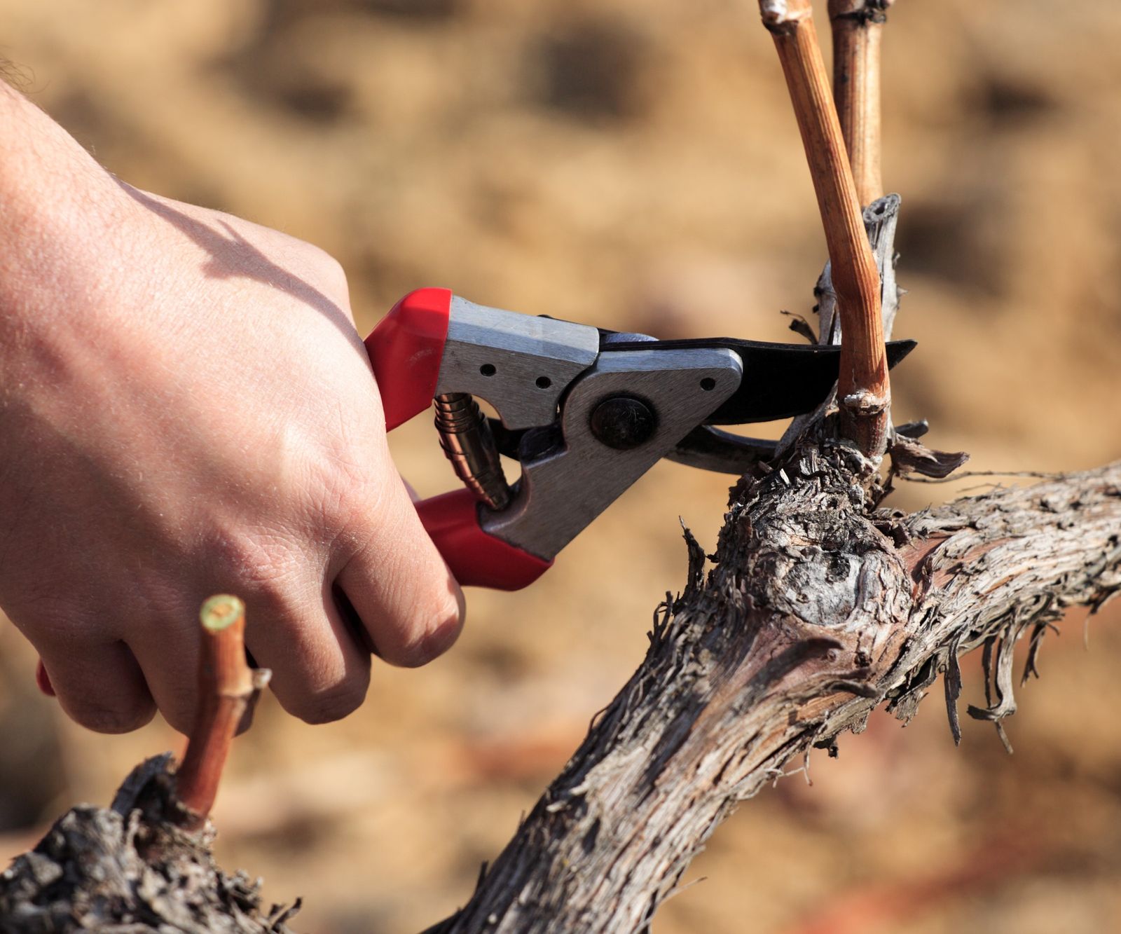 When to prune grape vines growing both indoors and outdoors | Homes and ...