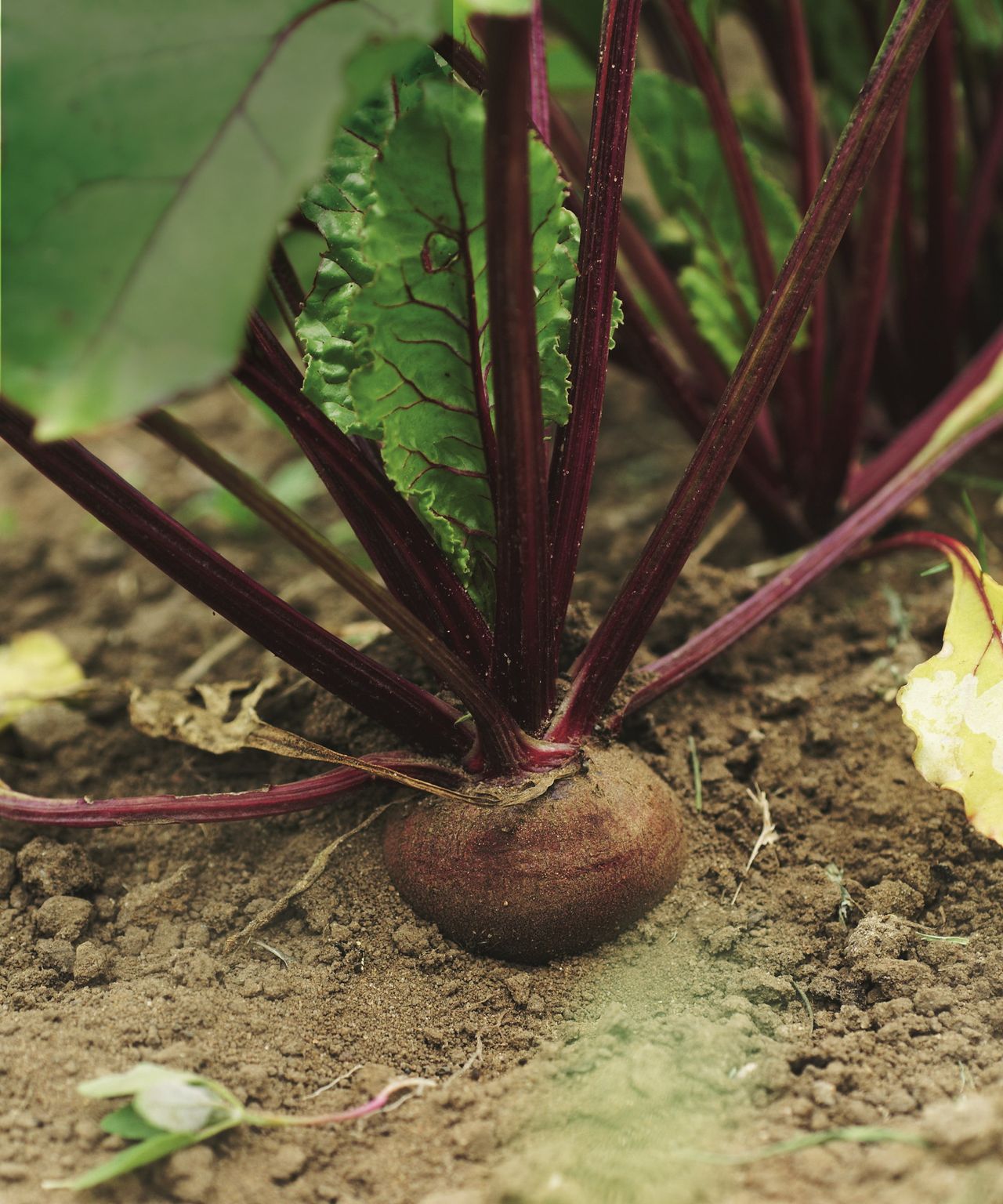 The 7 best beet companion plants, plus the ones to avoid | Homes and ...