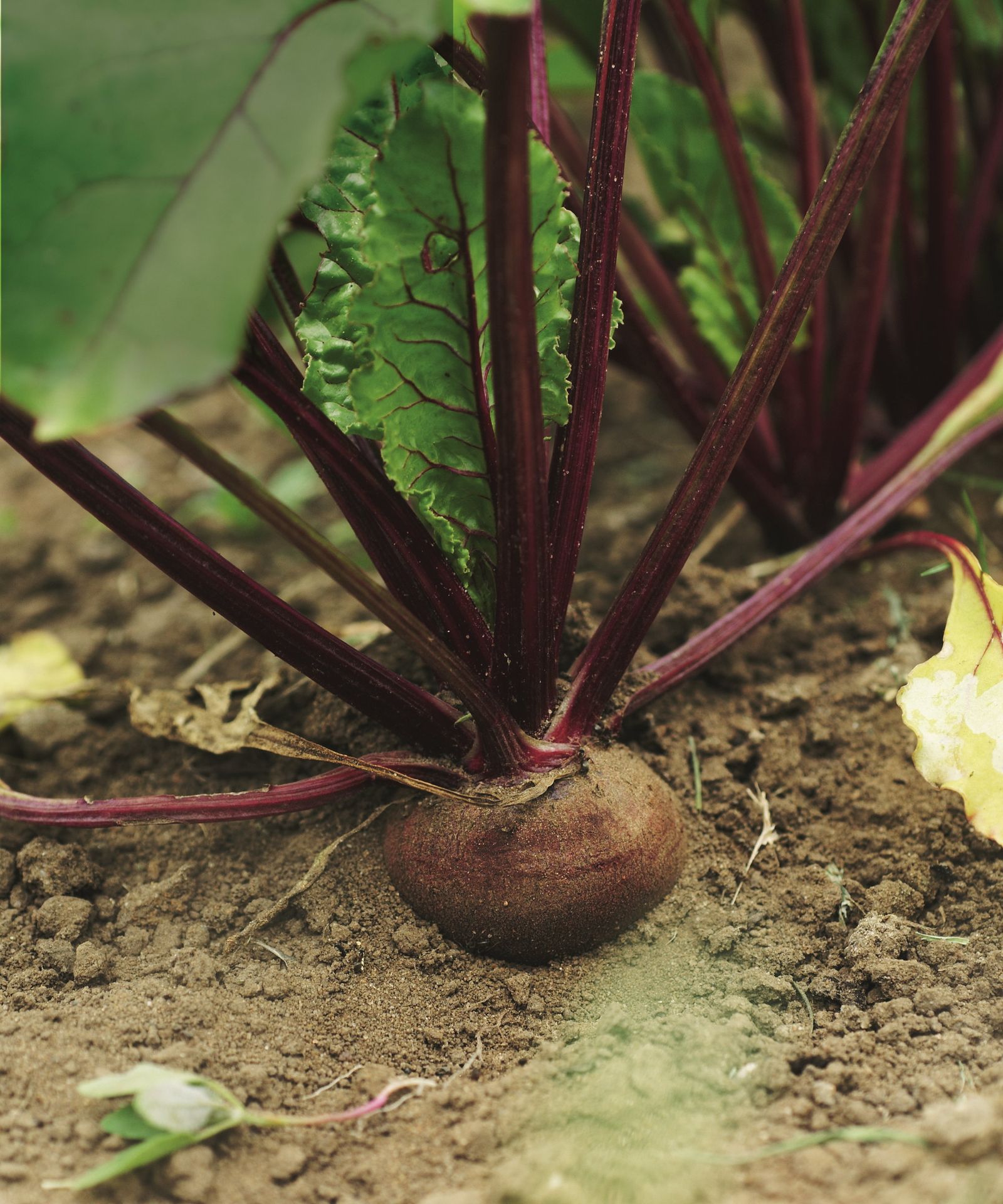 The 7 best beet companion plants, plus the ones to avoid | Homes and ...
