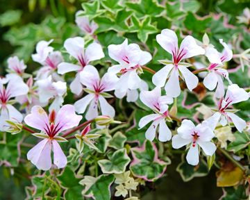 How To Keep Geraniums Blooming All Summer – And Through Fall ...
