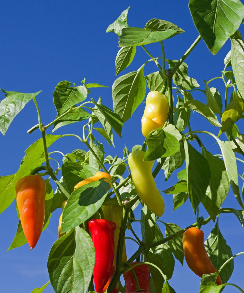 How and when to prune pepper plants for the biggest harvests | Homes ...