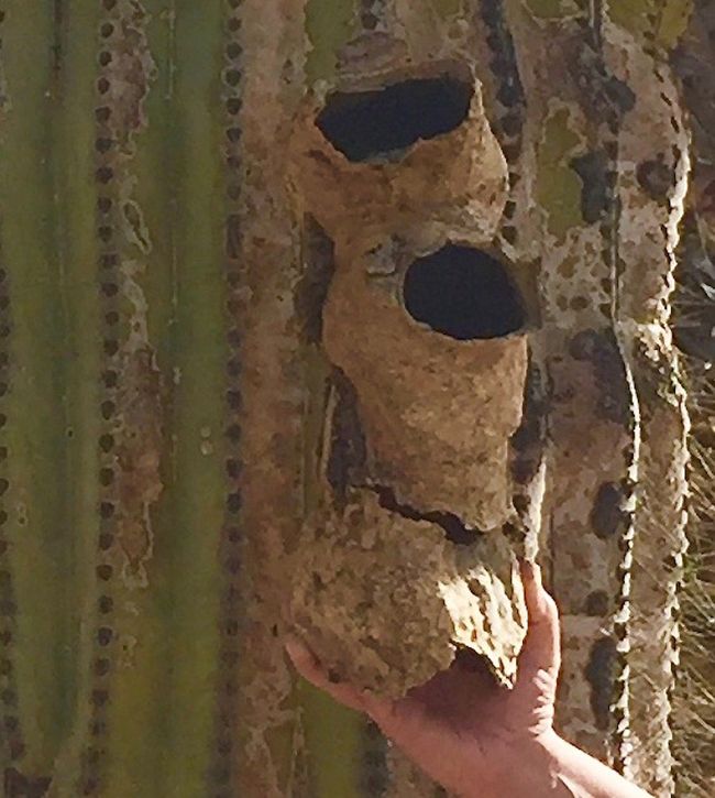 Photos of the World's Smallest (and Cutest) Owl | Live Science