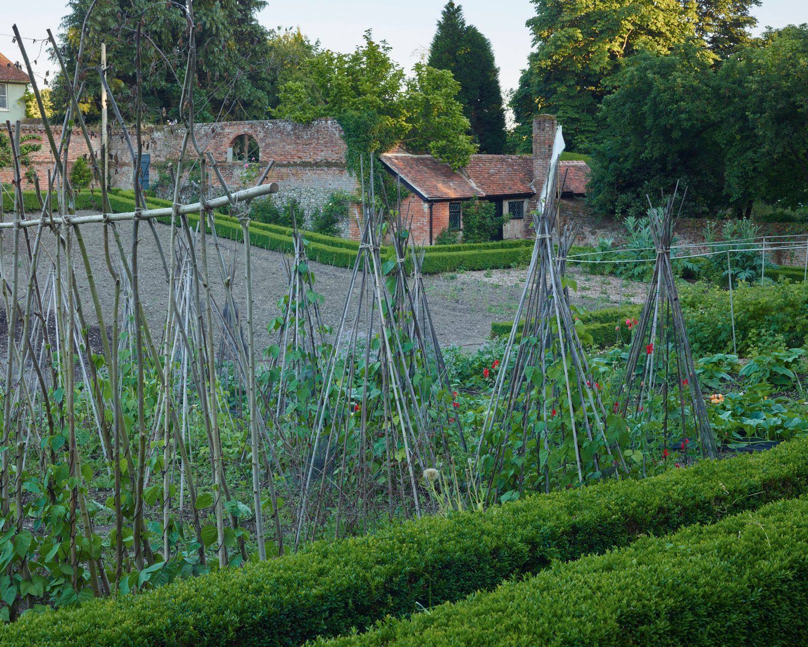 Climbing plant support ideas: how to support them as they grow ...