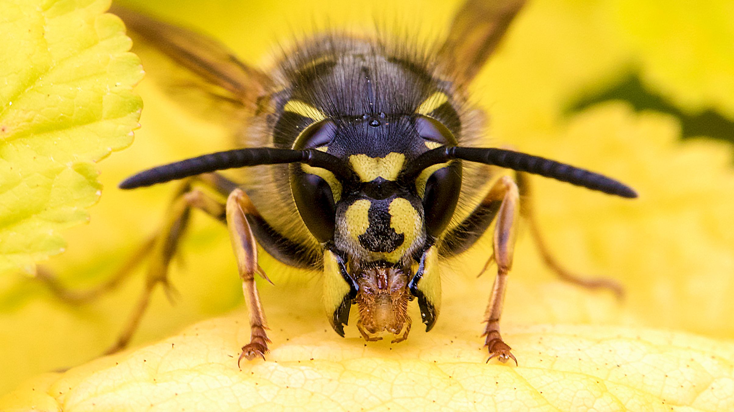 How to photograph insects like a pro: Expert tips for impactful macro ...