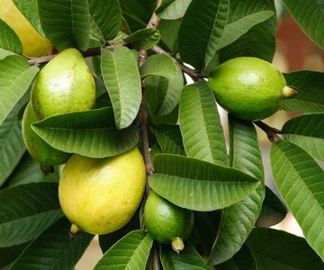 How to grow guava - tips from tropical fruit experts | Homes and Gardens
