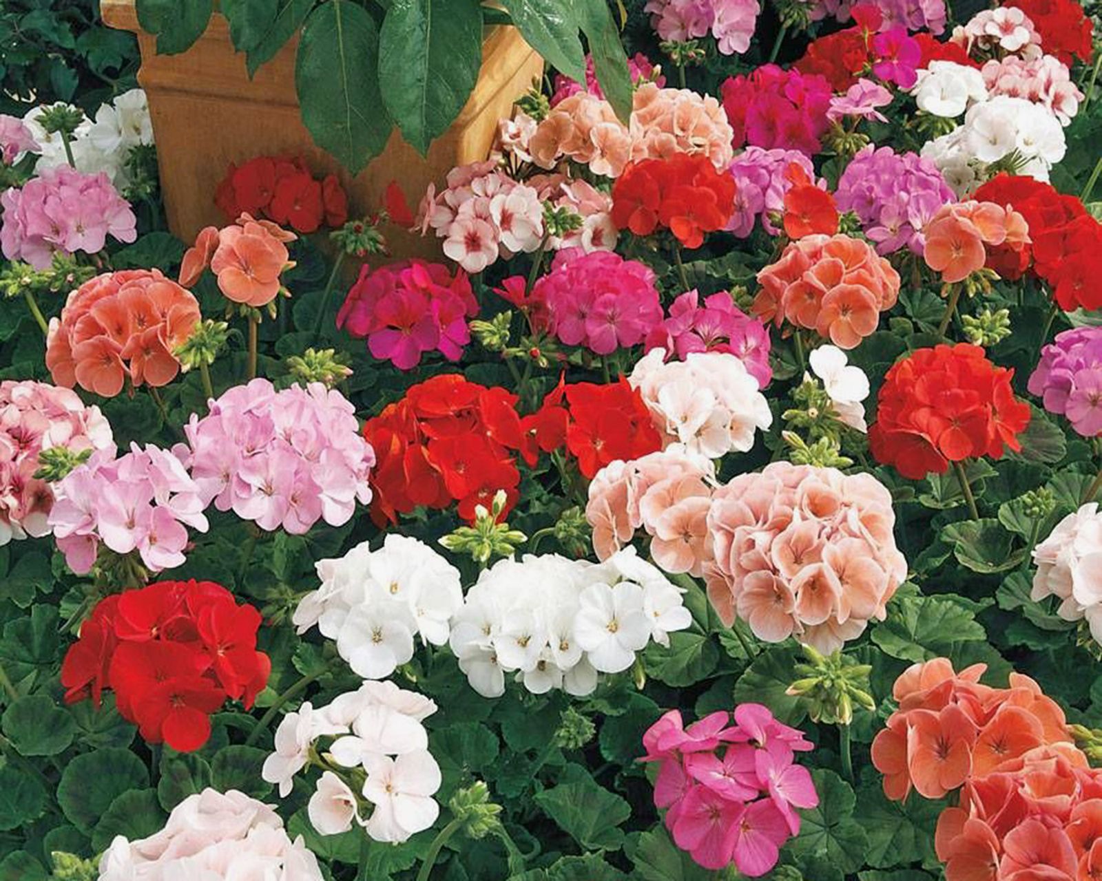 6 Flower Seeds I’m Gifting Everyone I Know This Christmas | Gardening ...