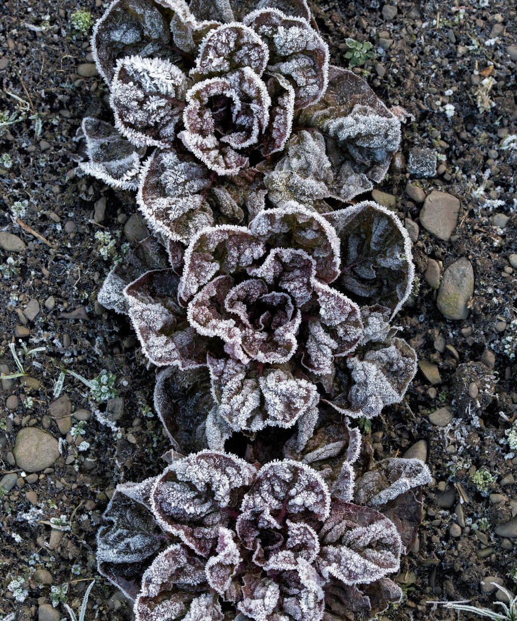 How to protect vegetables from frost: 6 recommended ways | Homes and ...