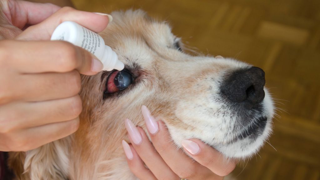 Why are my dog’s eyes red? Vet's guide to causes and treatment | PetsRadar