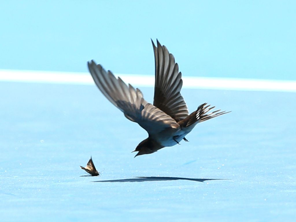 7 Things You Don't Know About Moths, But Should | Live Science