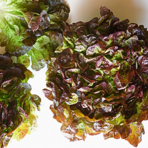 Old-Time Favorites - Growing Red Leprechaun Heirloom Lettuce ...