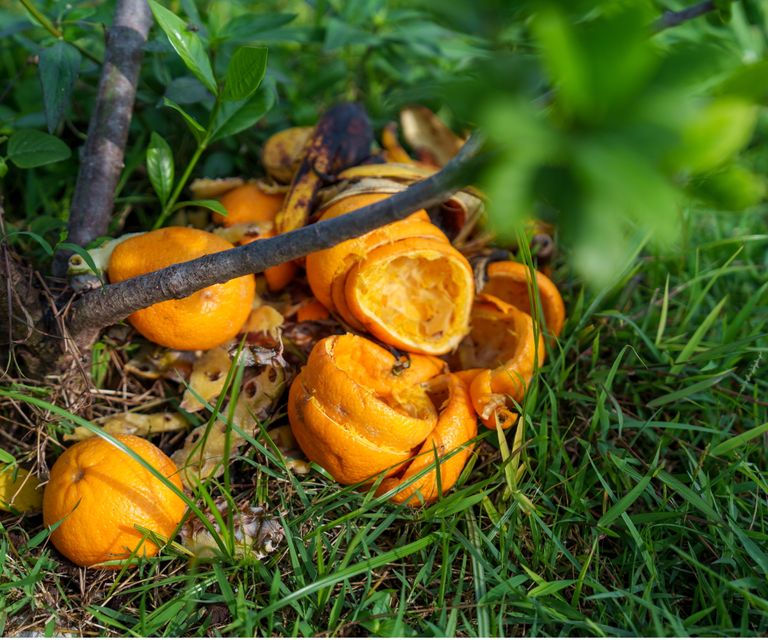Are orange peels good for plants? Experts reveal all | Homes and Gardens