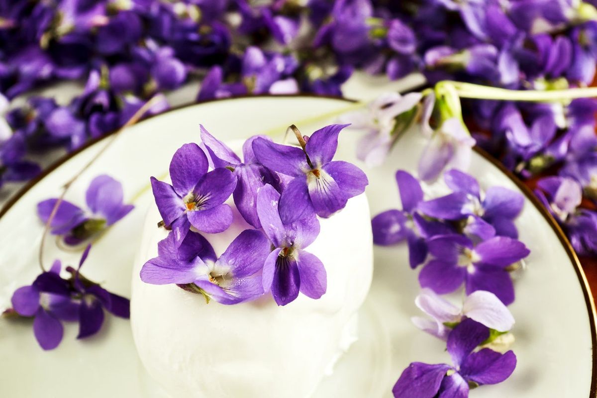 Can You Eat Violet Flowers: Learn About Edible Violet Plants ...