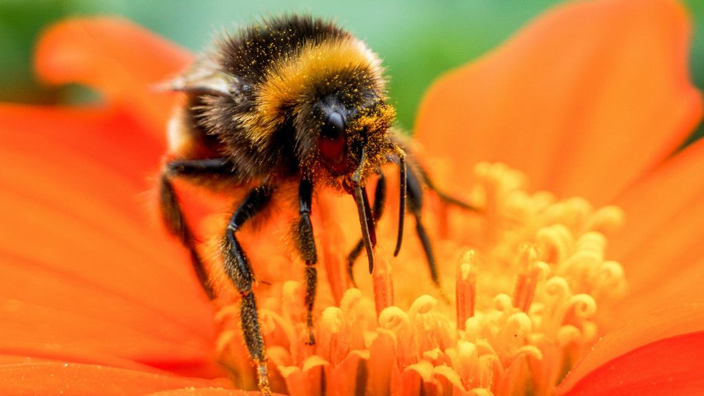 Do bees have knees? | Live Science