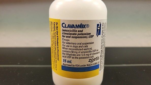 Clavamox for dogs: a vet’s guide on this antibiotic | PetsRadar