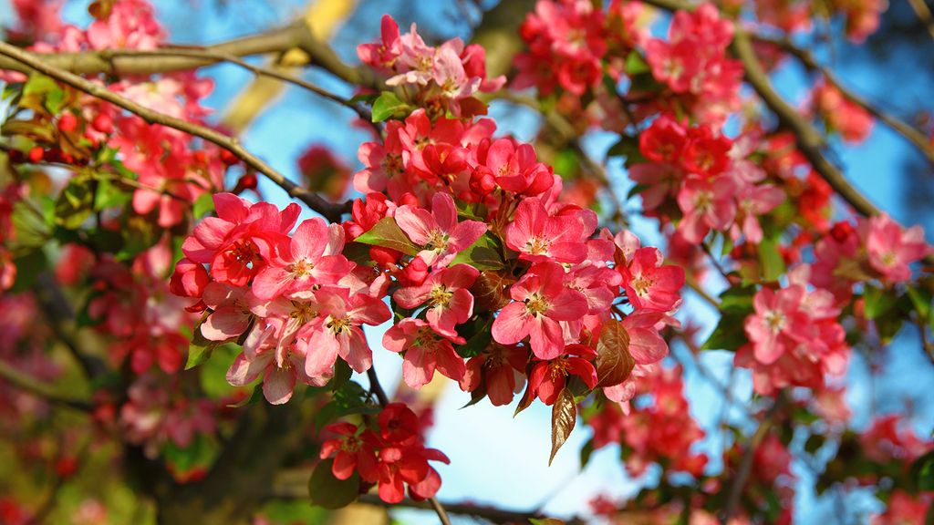 7 plants to prune in March for healthy spring growth | Tom's Guide