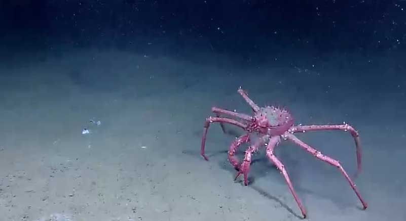 Watch Live: Robot Sends Back Footage of Deep-Sea Sights | Live Science
