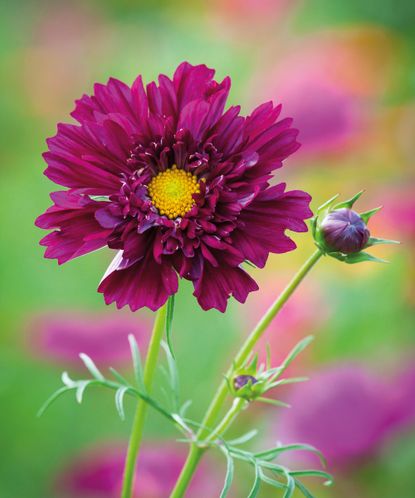 Best annual flowers and plants: 16 picks for summer color | Gardeningetc