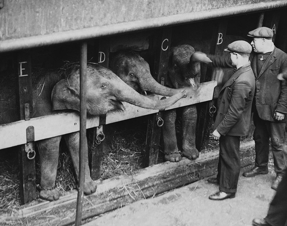 The sublime nobility of the circus elephant | The Week