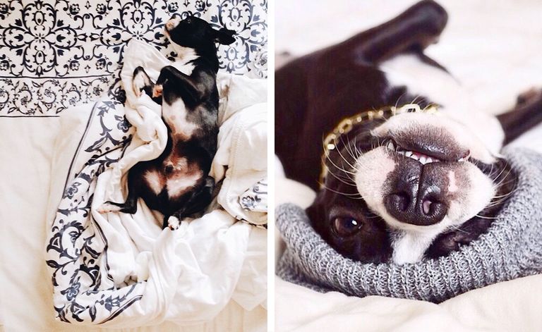 Doggy style: the most stylish dogs of Instagram | Wallpaper*