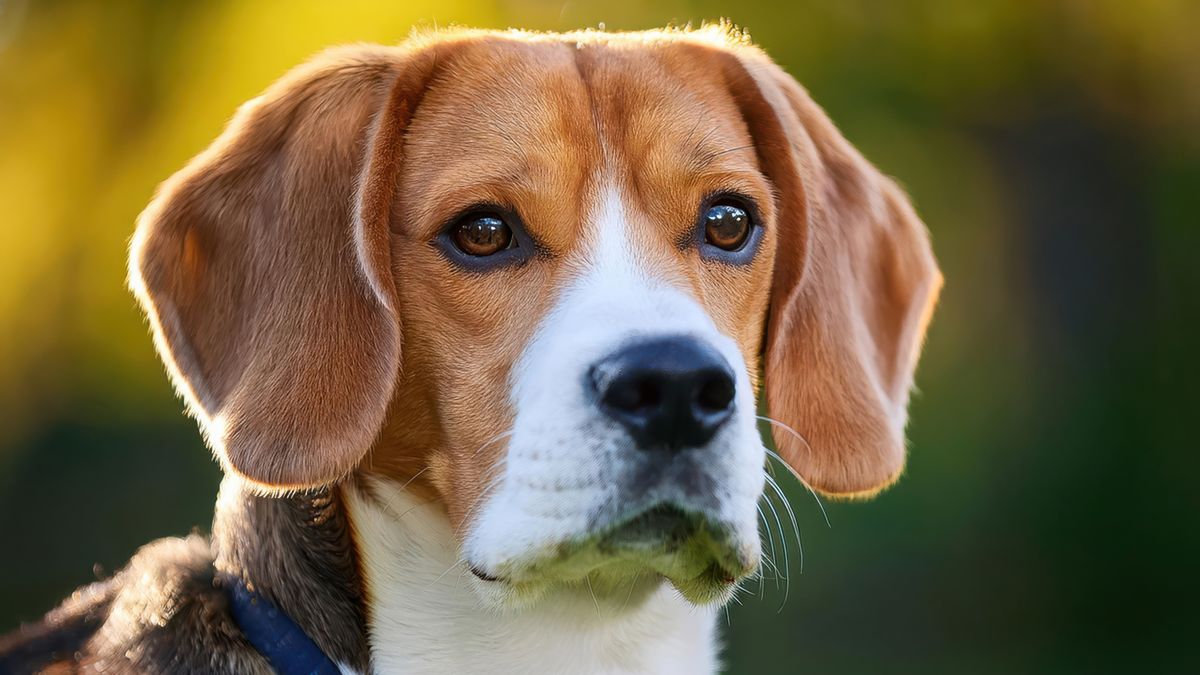 32 low maintenance dog breeds for busy people | PetsRadar