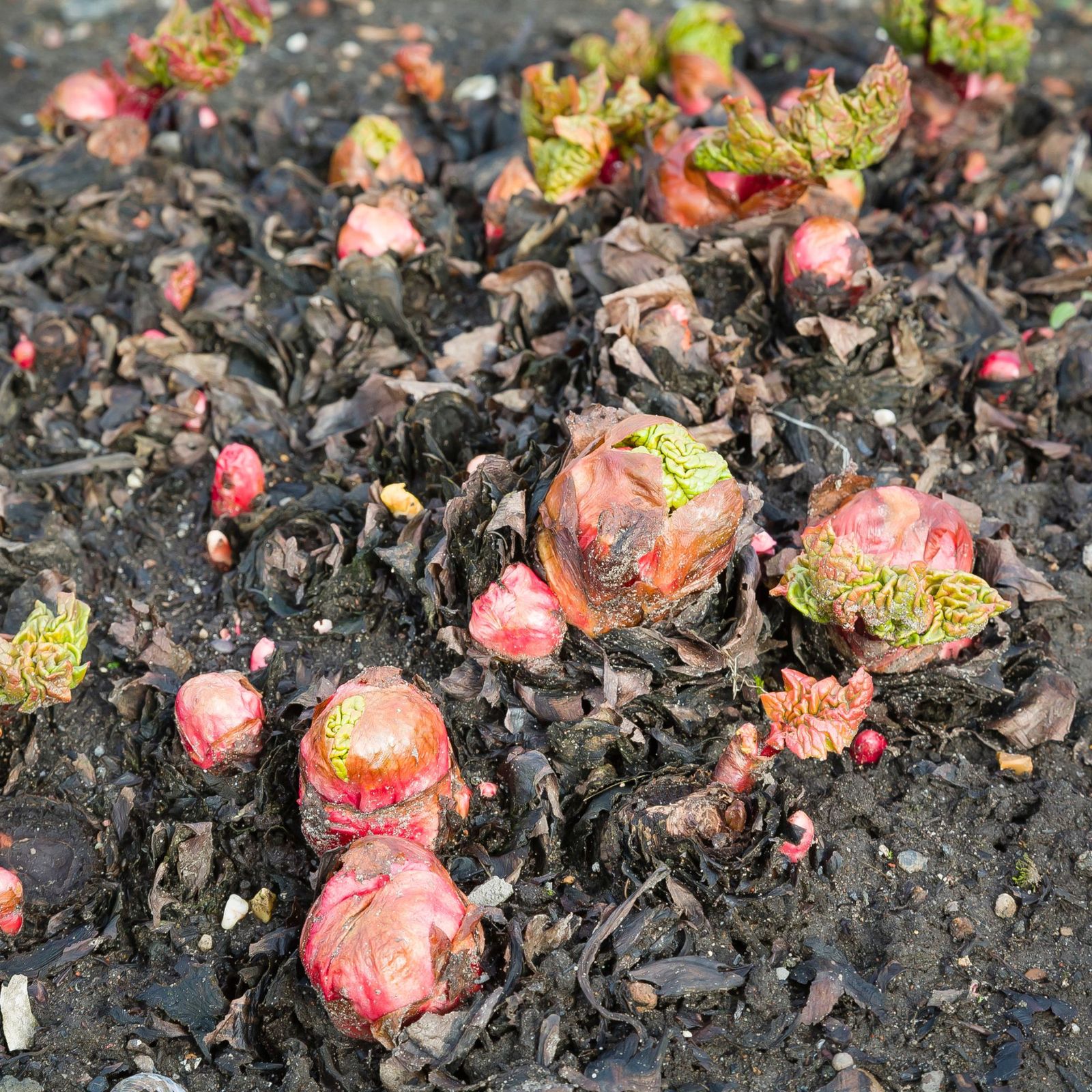 How to grow rhubarb in pots – an expert GYO guide | Ideal Home