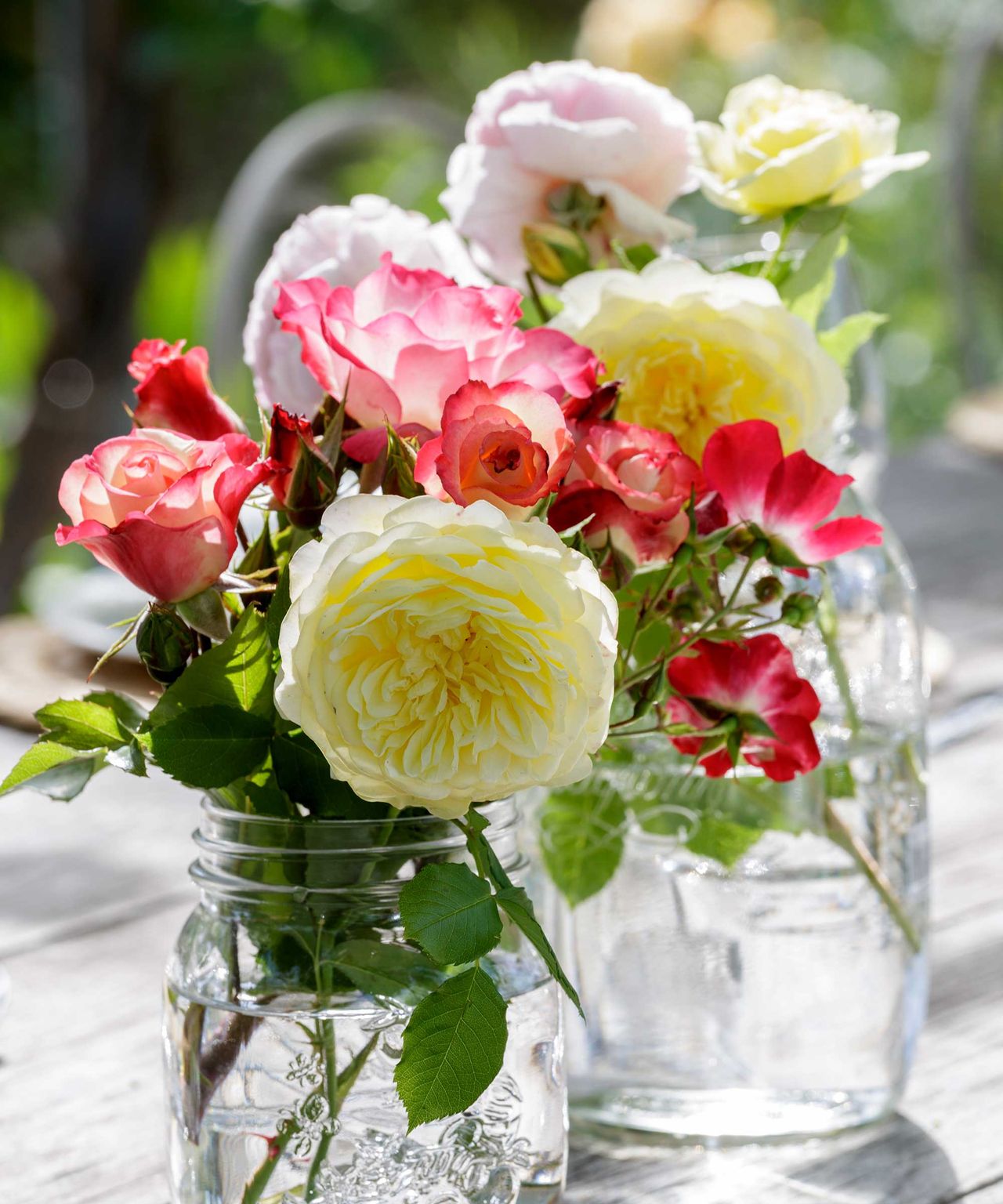 Types of roses: 11 beautiful varieties for your garden | Gardeningetc