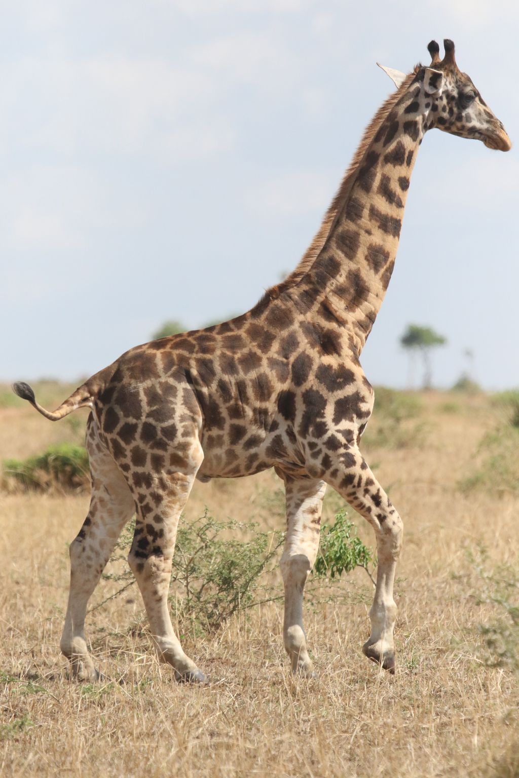 Dwarf giraffes were just discovered, and they're adorable | Live Science