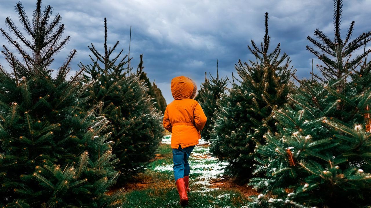 QUIZ: Which Christmas Tree is Right for You? | Gardening Know How