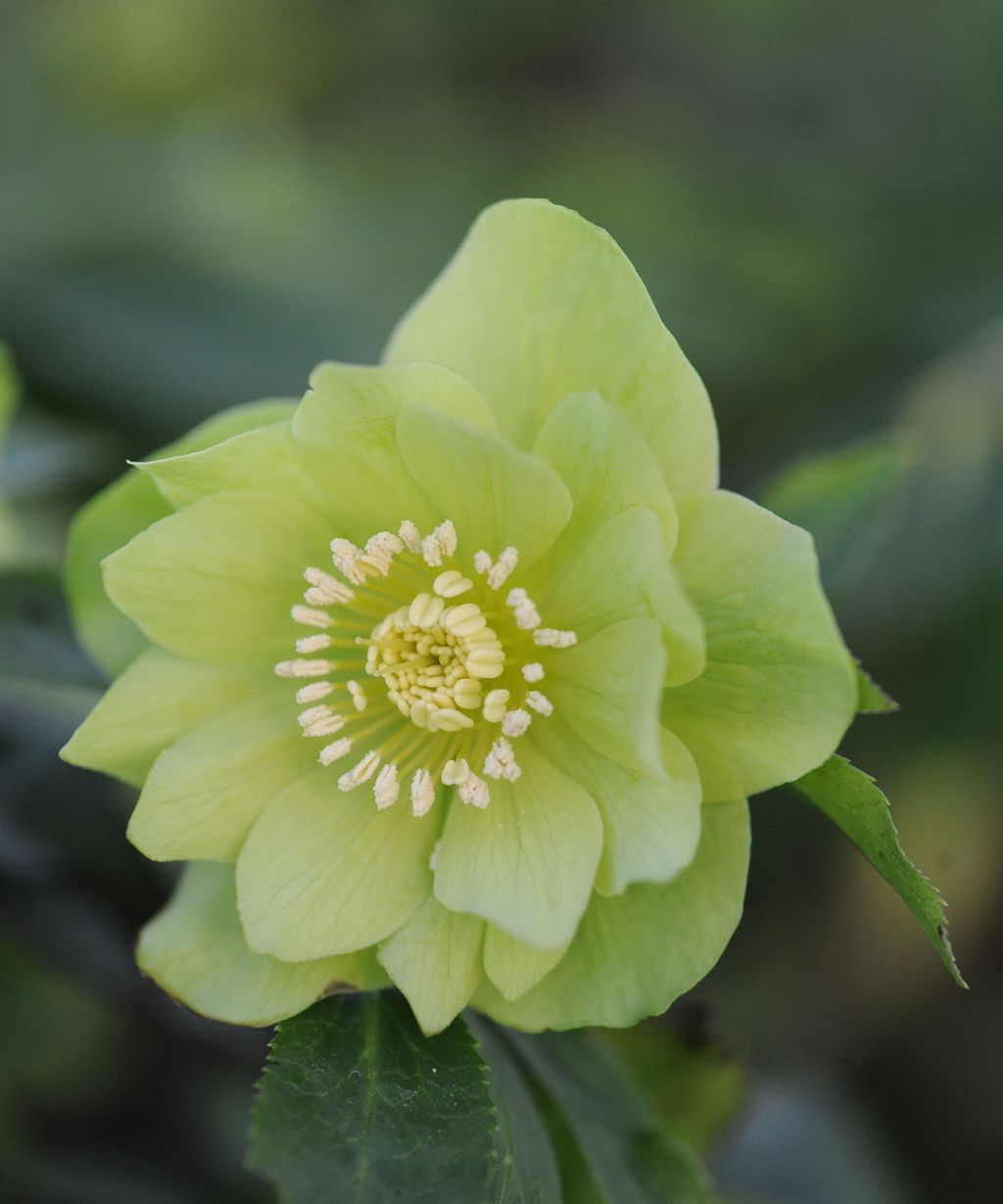 Hellebore varieties: 10 stunning types to grow | Homes and Gardens