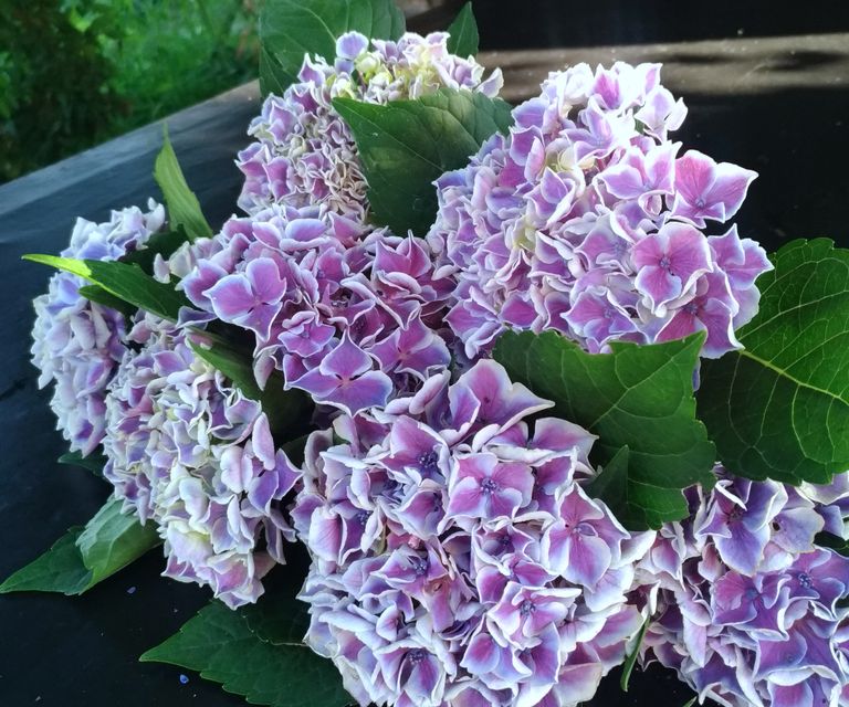 Try These 5 Purple Hydrangea Varieties For On-Trend Shrubs | Gardening ...