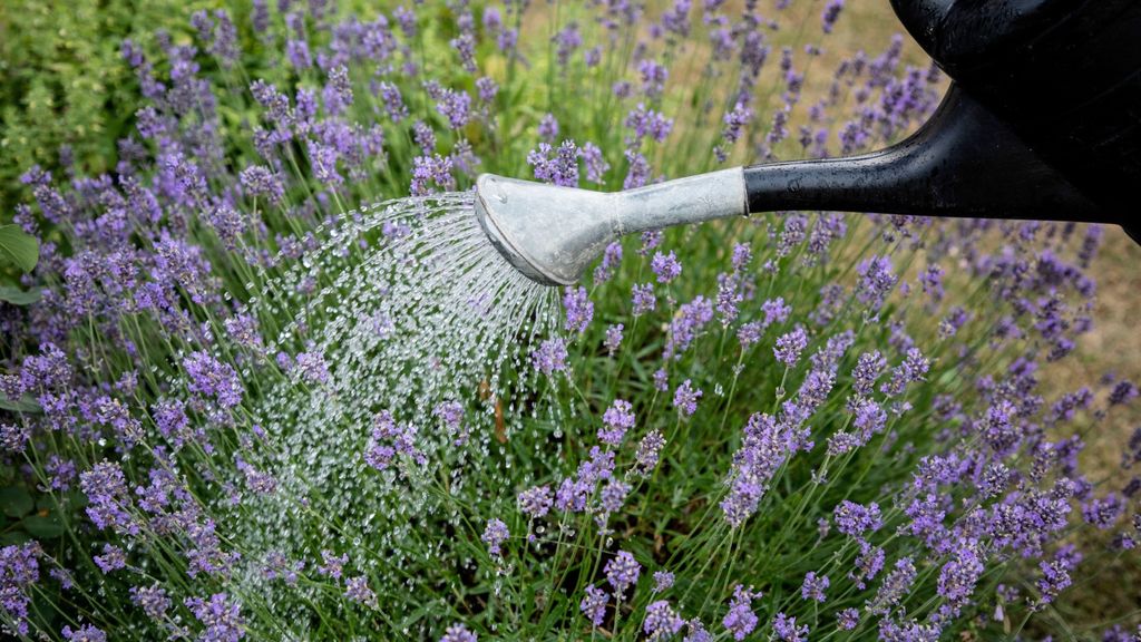 Watering lavender: tips for plants in the ground or in pots | Homes and ...