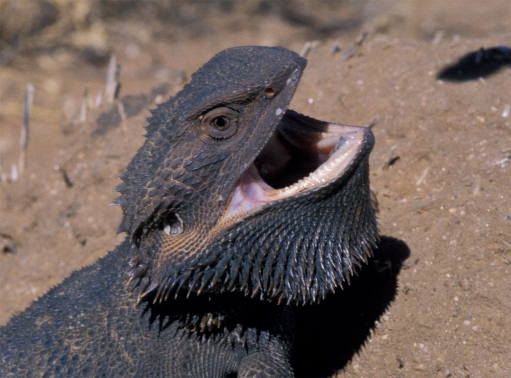 Photos: Gorgeous Bearded Dragons Show Off | Live Science