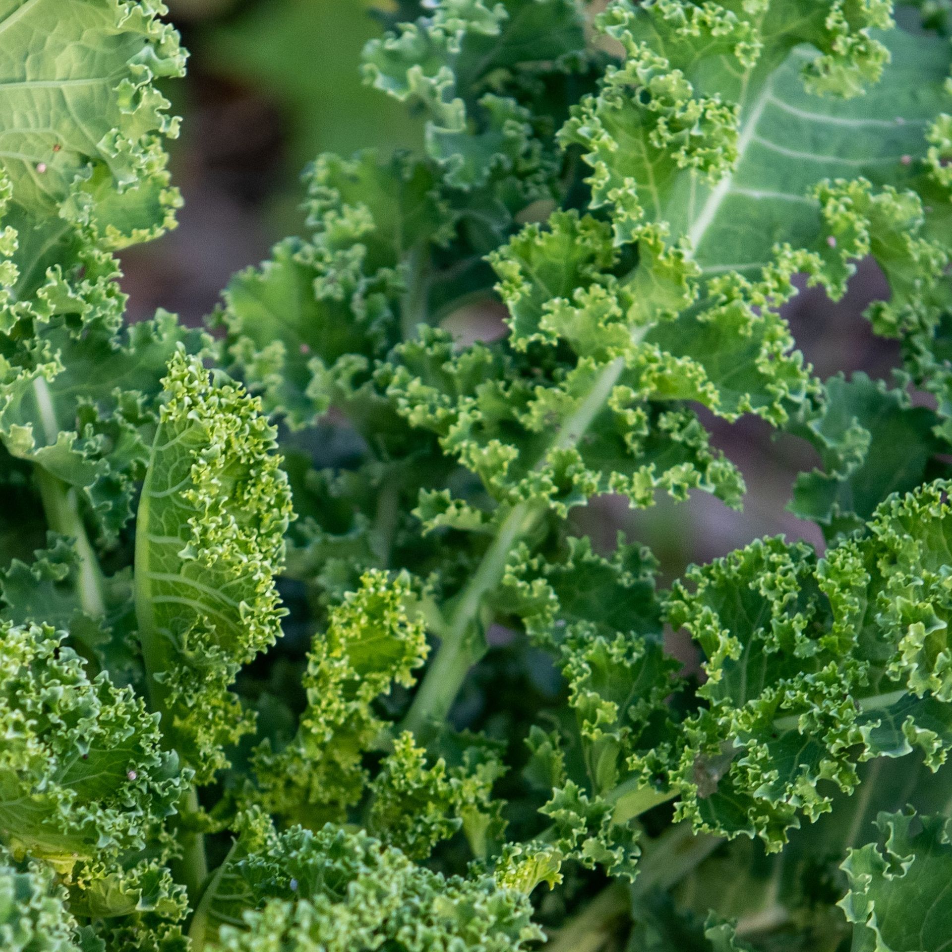 How to grow kale - expert tips for growing your own superfood | Ideal Home