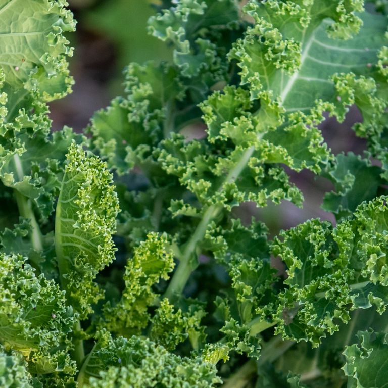 How to grow kale - expert tips for growing your own superfood | Ideal Home