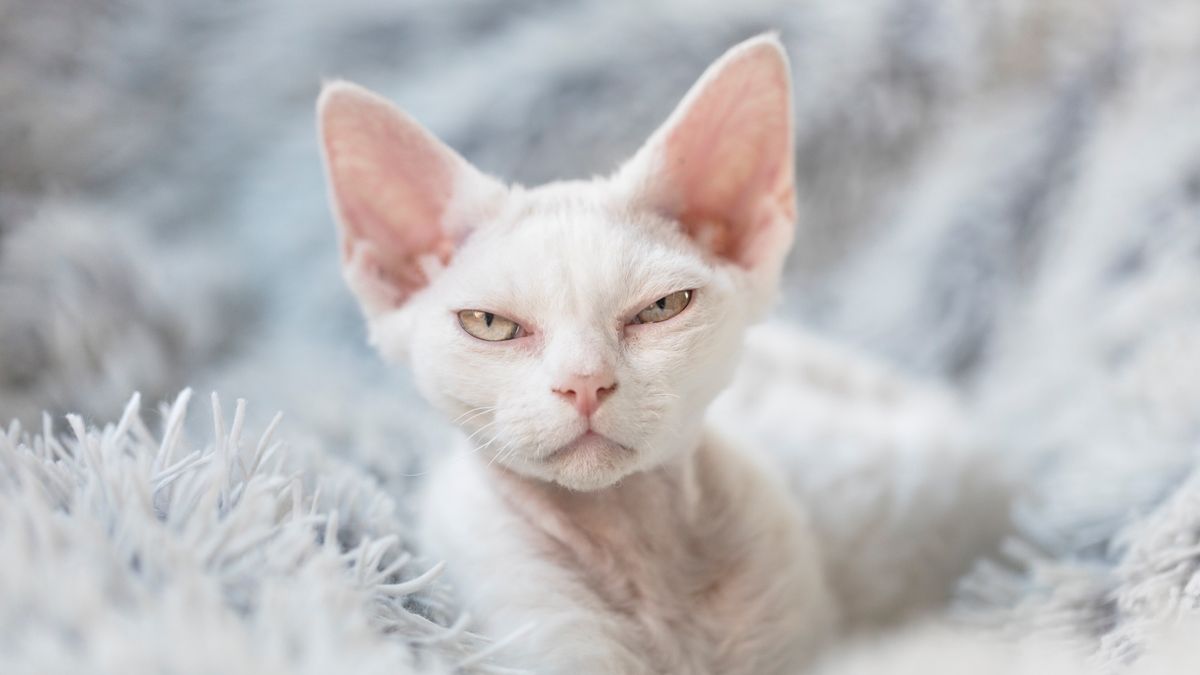 15 white cat breeds that will melt your heart | PetsRadar