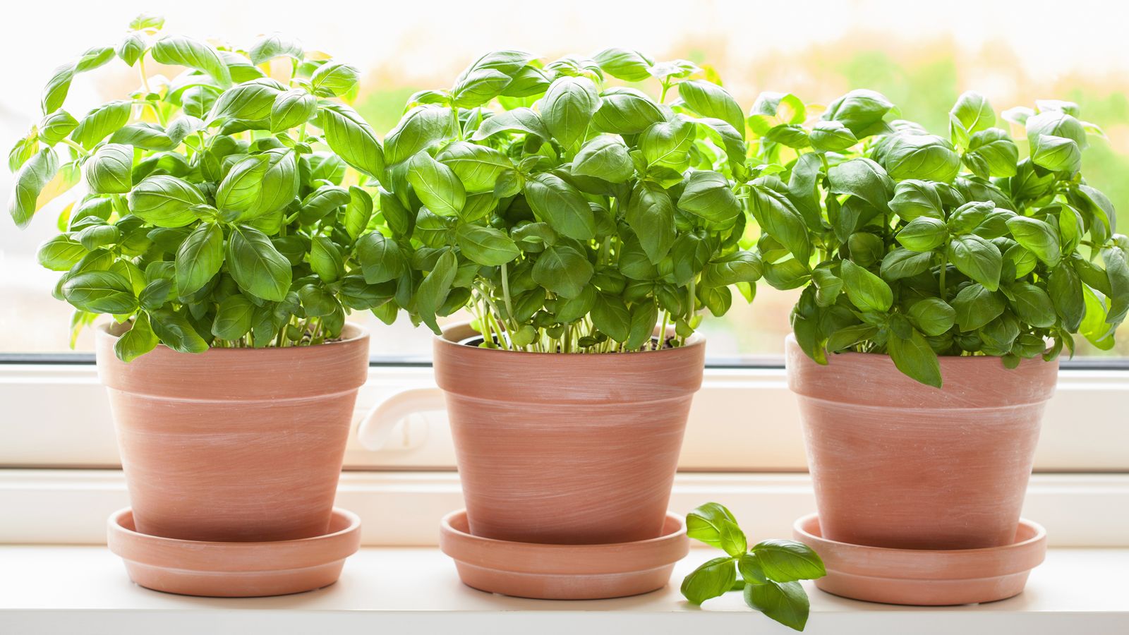 How To Grow Basil Indoors – For Fresh Year-Round Flavor | Gardening ...