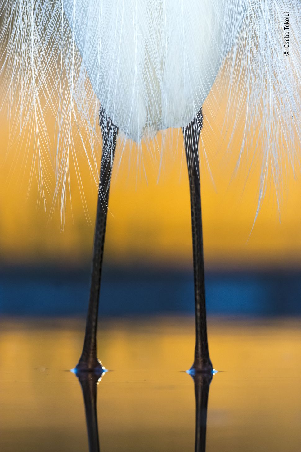 Say Cheese! Hilarious photo of fighting mice wins Lumix People's Choice ...