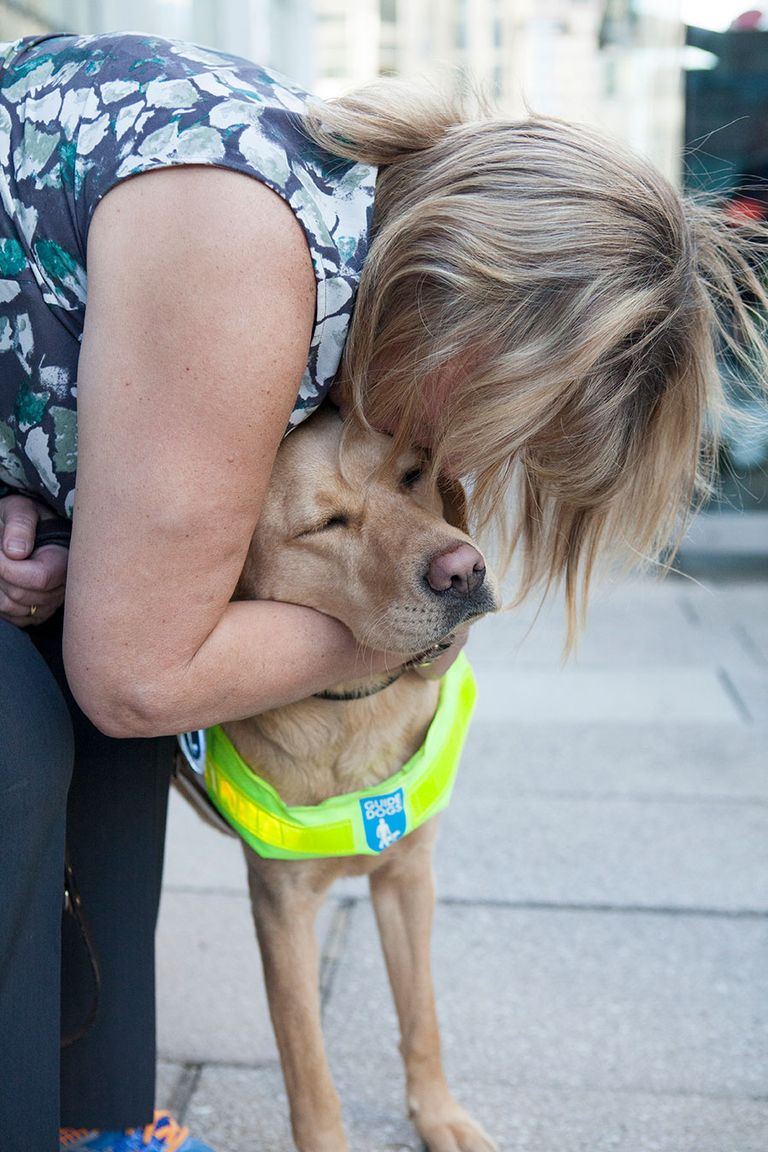 The seven stages of life for a guide dog, from puppy to retiree ...